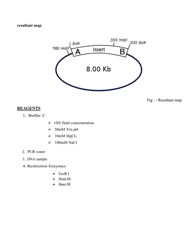 Restriction mapping of bacterial dna | PDF | Chemistry | Science