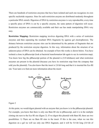 Restriction mapping of bacterial dna | PDF
