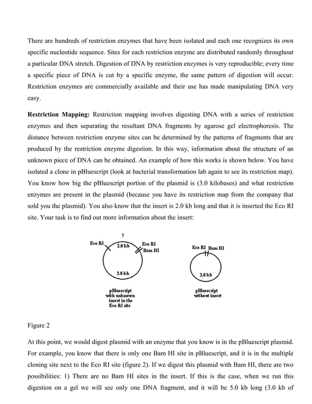 Restriction mapping of bacterial dna | PDF | Chemistry | Science