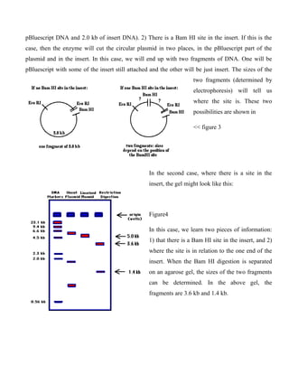 Restriction mapping of bacterial dna | PDF
