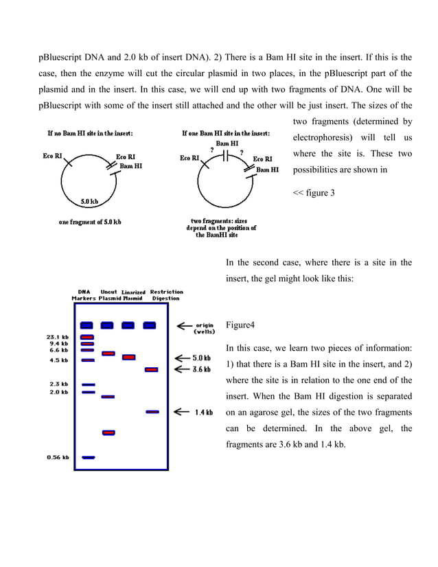 Restriction mapping of bacterial dna | PDF | Chemistry | Science