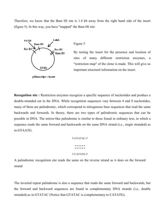 Restriction mapping of bacterial dna | PDF