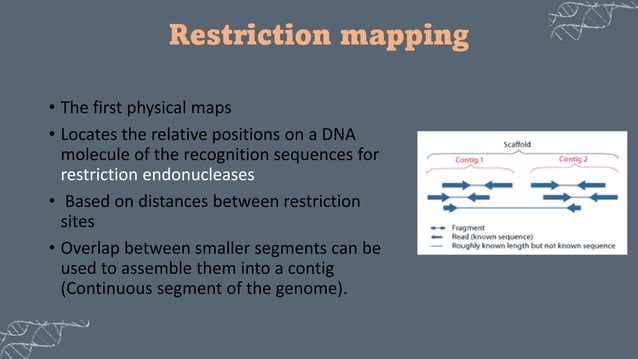 Restriction Mapping Physical Mappingpdf Chemistry Science