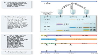 restriction mapping (Physical mapping).pdf