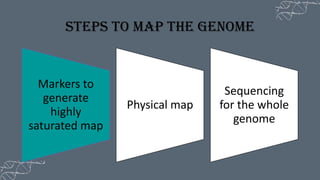 restriction mapping (Physical mapping).pdf
