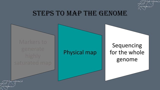 Restriction Mapping Physical Mappingpdf Chemistry Science