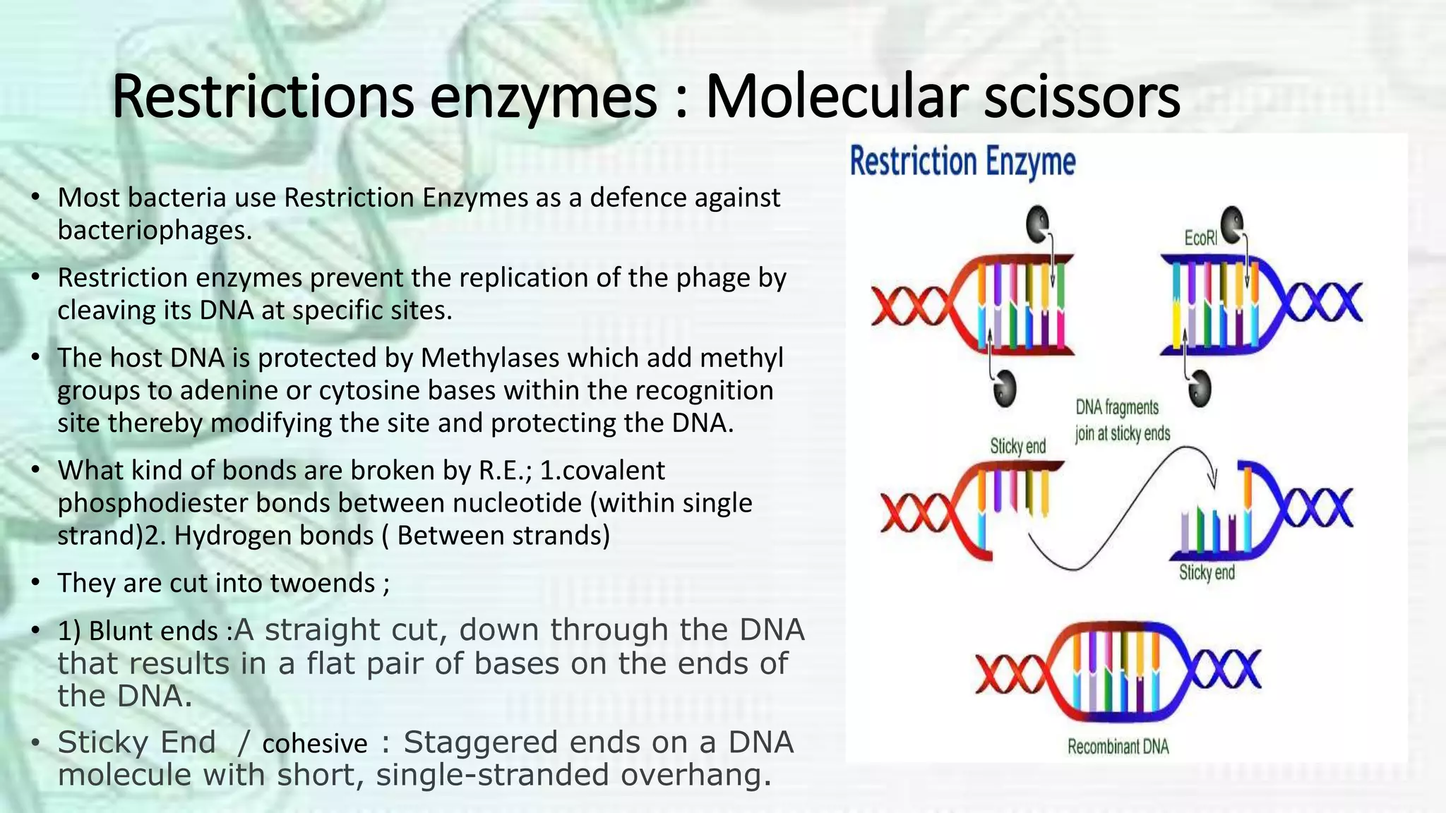 Restrictions endonuclease | PPTX