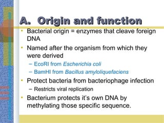 Restrictions endonuclease and vectors for gene cloning | PPT