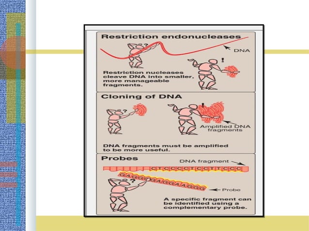 Restrictions endonuclease and vectors for gene cloning | PPT | Biological Sciences | Science