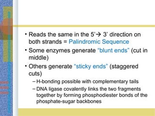 Restrictions endonuclease and vectors for gene cloning | PPT