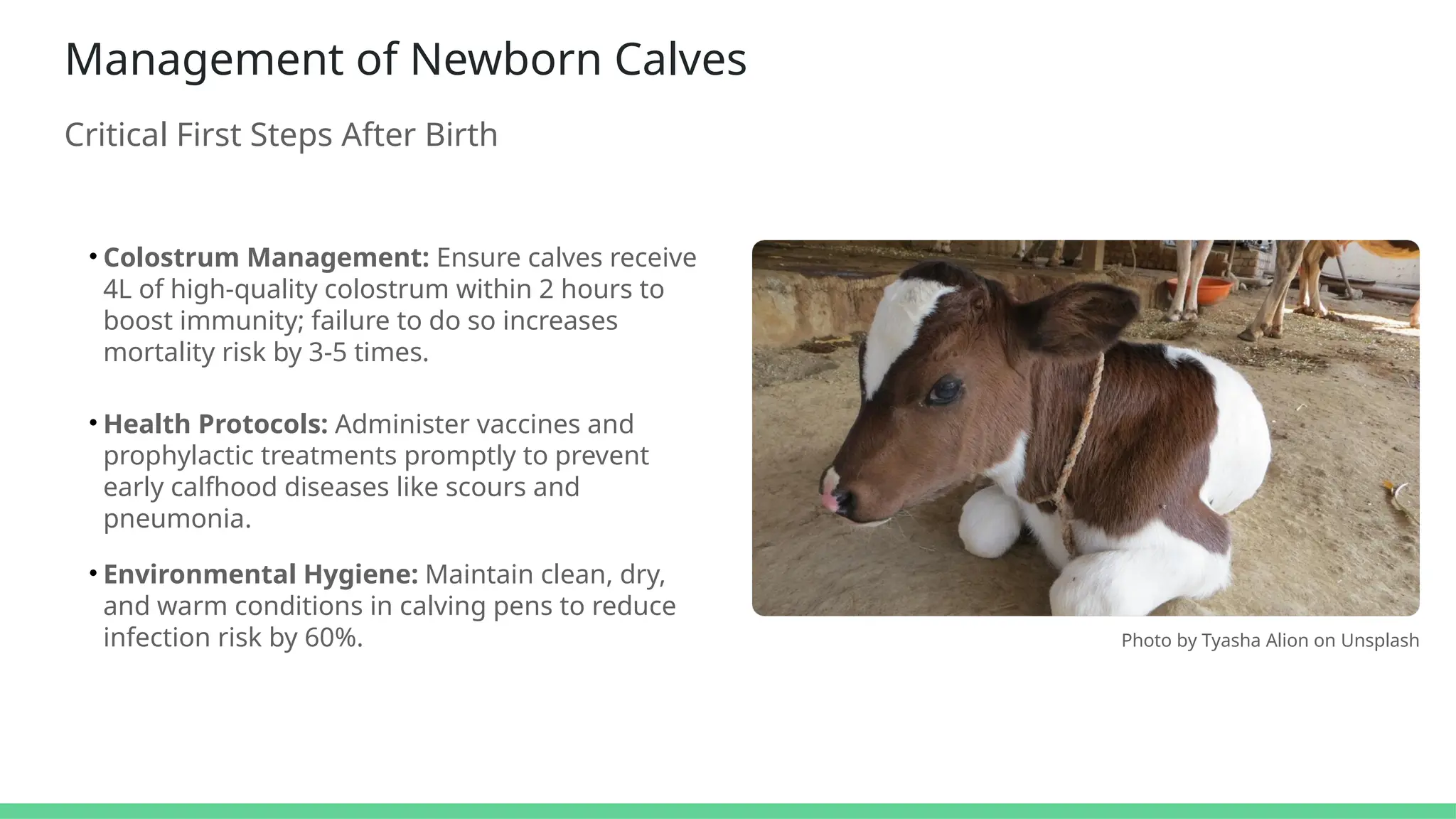 Management of newborn calves and how to handle | PPT