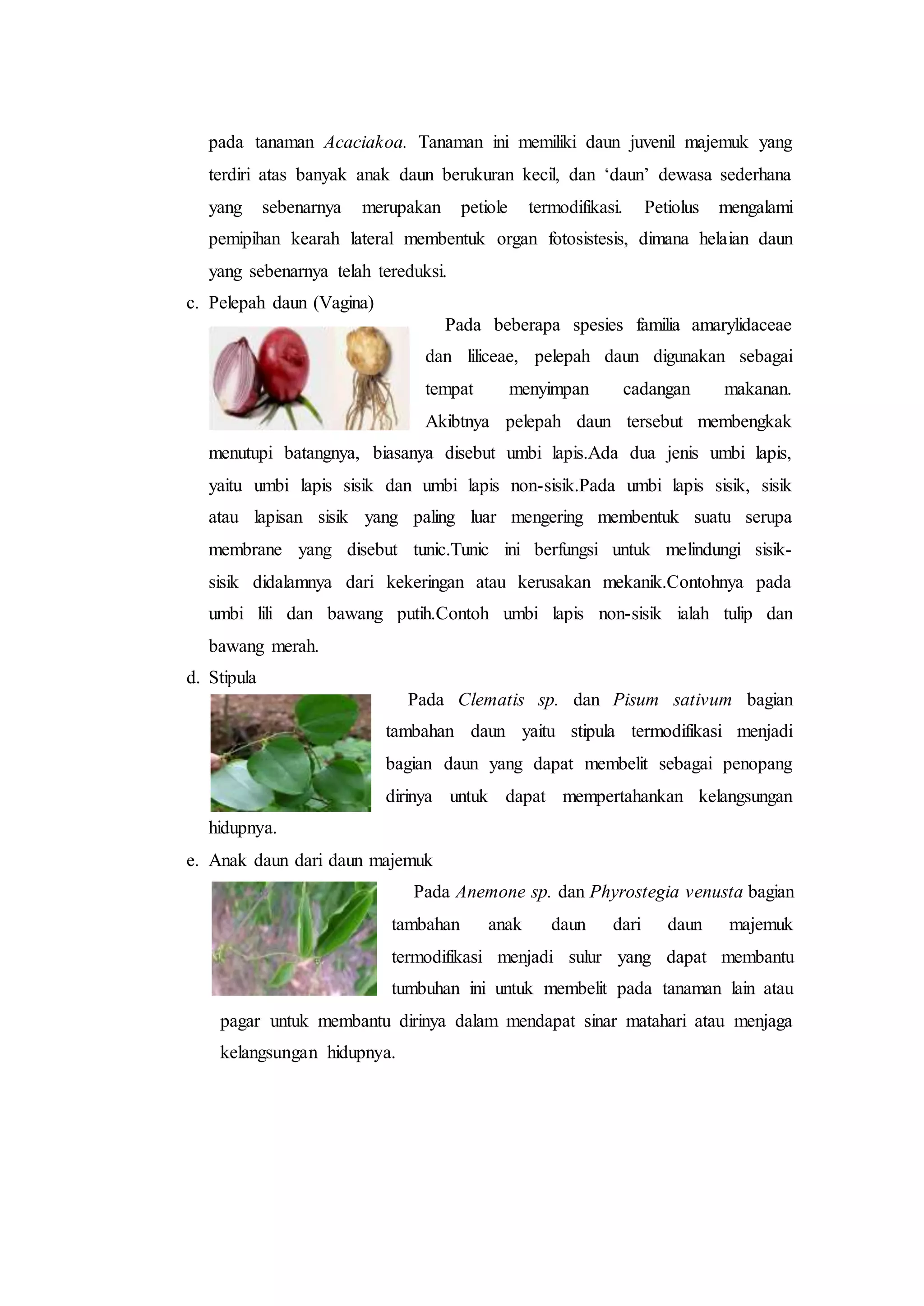 Resume modifikasi daun dan filotaksis | DOCX