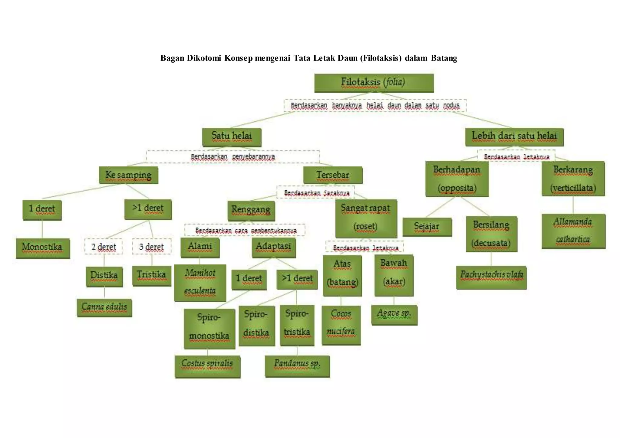 Resume modifikasi daun dan filotaksis | DOCX