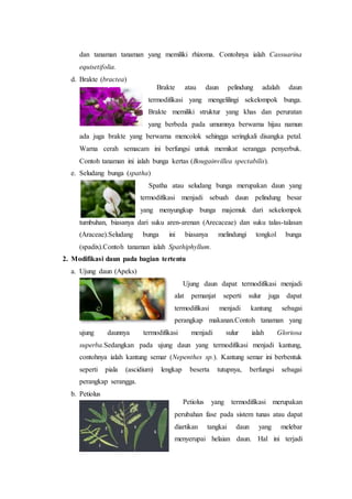 Resume modifikasi daun dan filotaksis | DOCX