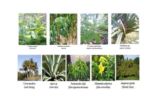 Resume modifikasi daun dan filotaksis | DOCX