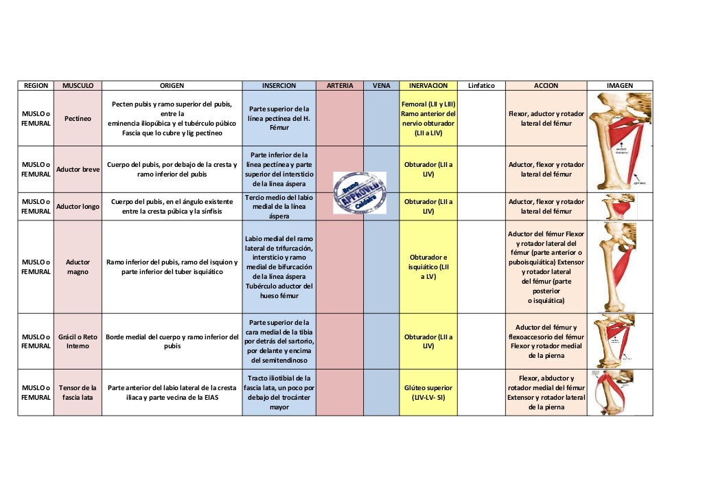 Tabla de musculos de miembro inferior