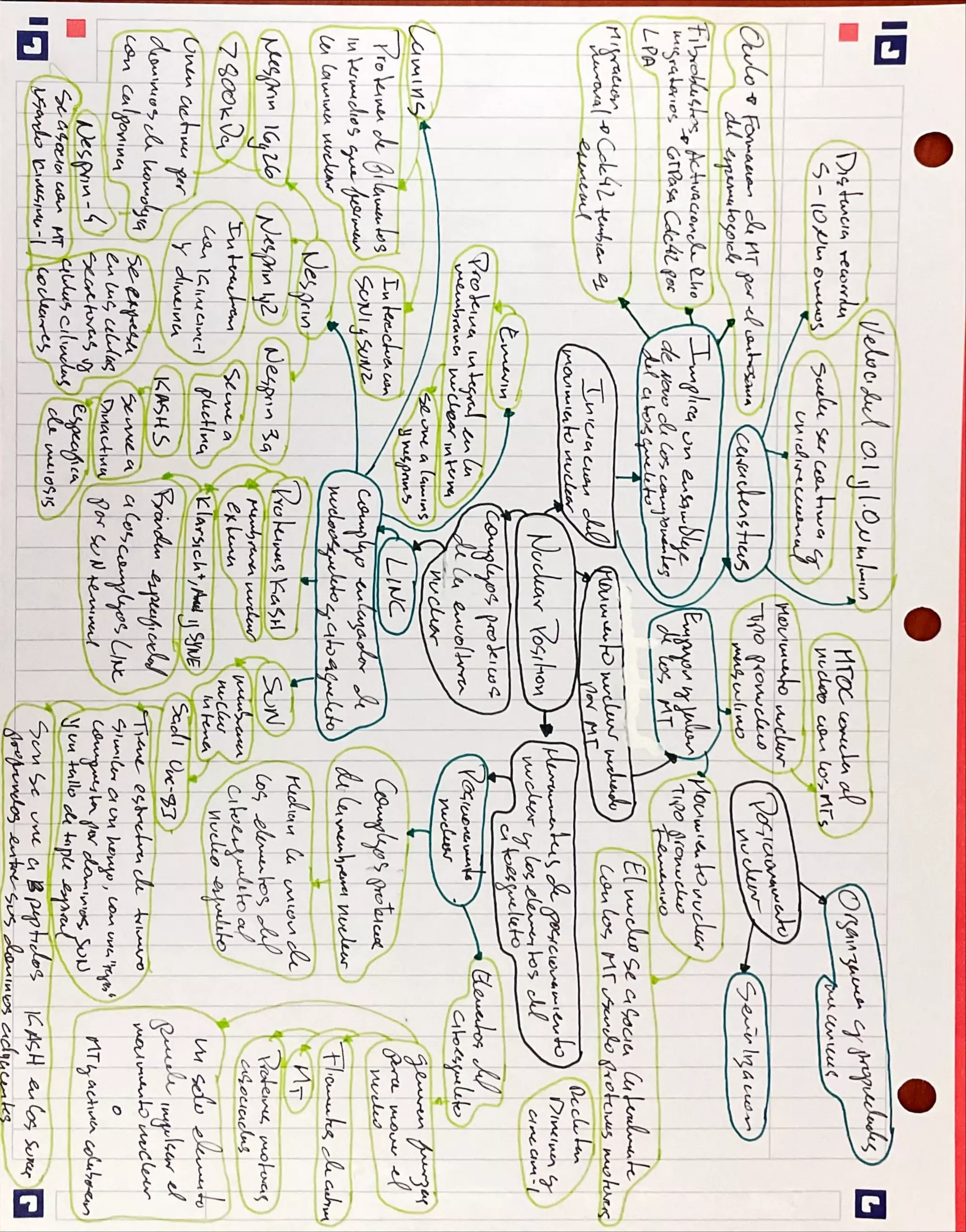 Resumen 10 - Nuclear positioning.pdf