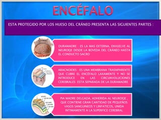 resumen 15.3.24neuro.pptx kl k{l kjlnnionion | PPTX