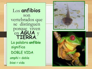 ANFIBIOS | PPTX