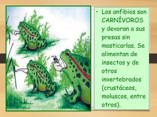 ANFIBIOS | PPTX