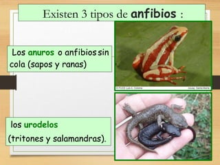 ANFIBIOS | PPTX
