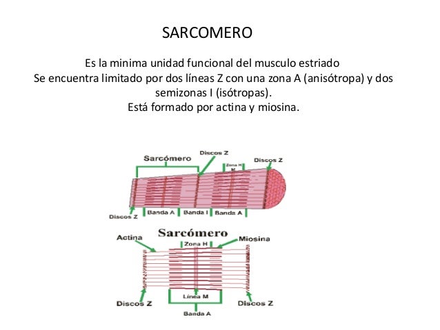 Del Musculo al Sarcomero