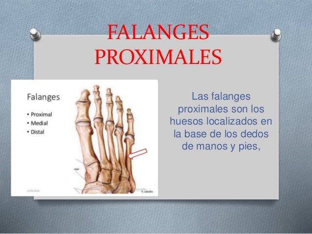 Resumen de las Regiones Anatomicas de la mano y del pie