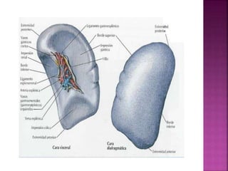 Resumen del bazo anatomia ii | PPT