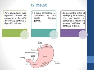 Aparato Digestivo | PPT