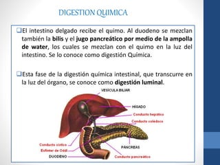 Aparato Digestivo | PPTX