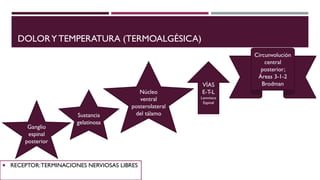 Resumen del sistema nervioso, carrera de medicina | PDF