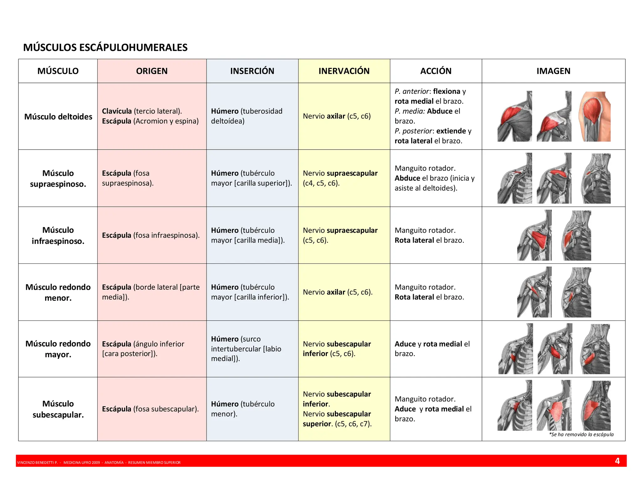 Resumen de miembro superior.pdf anatomía | PDF