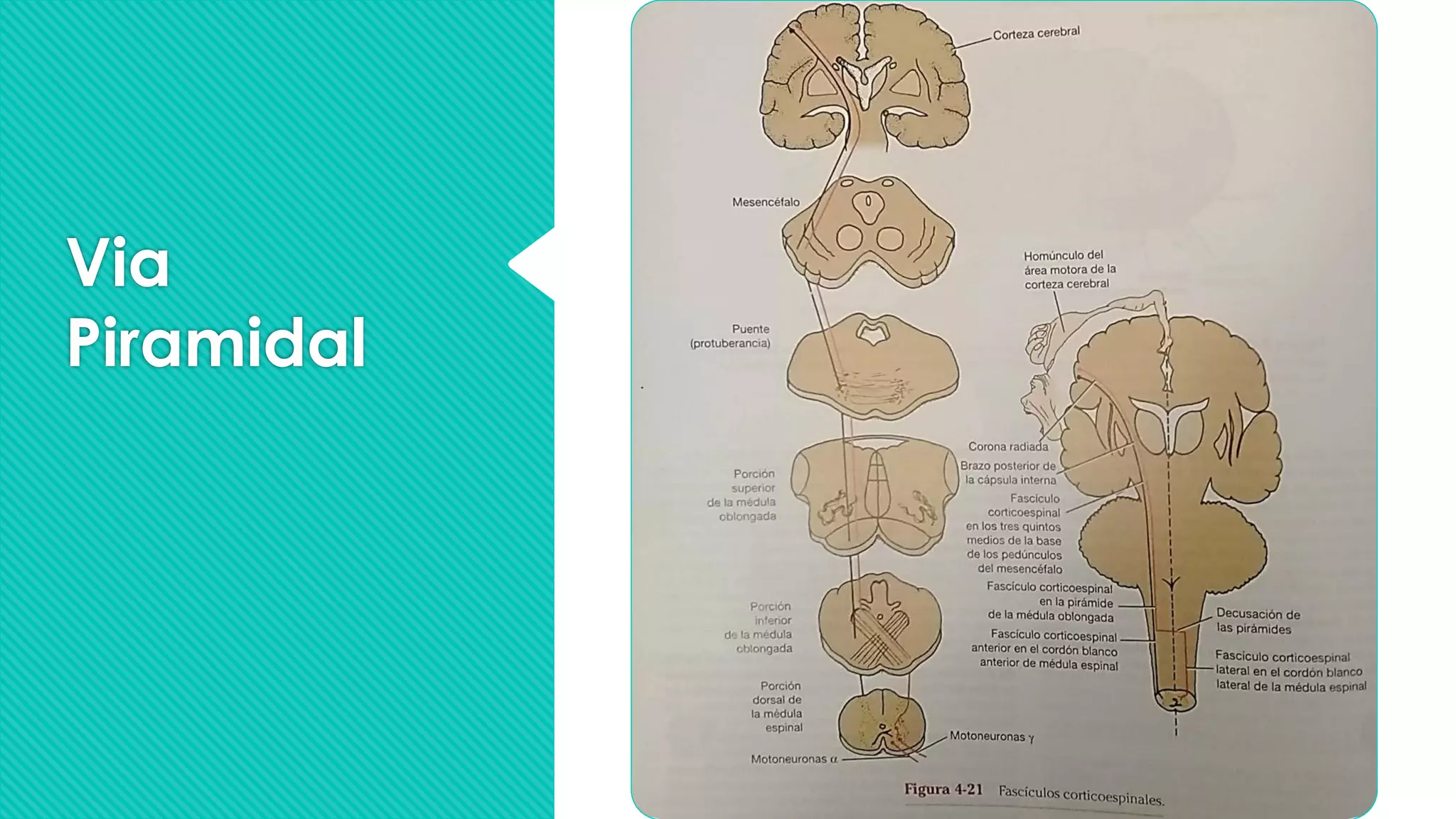 Resumen de vias descendentes | PPT