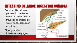 Resumen de la fisiologia digestiva | PPTX