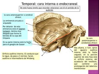 Resumen huesos del craneo | PPTX
