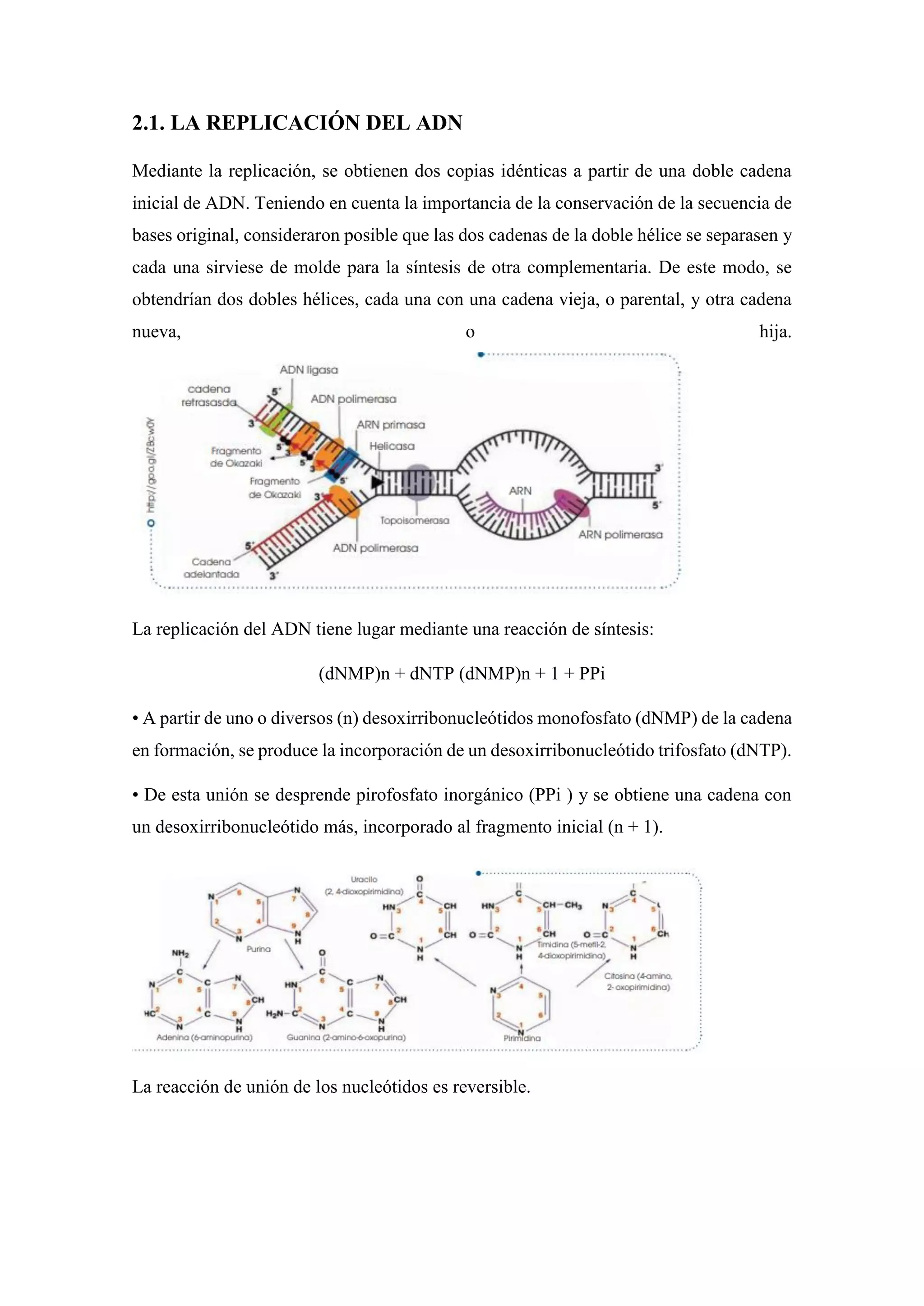 Resumen la replicación del adn | PDF