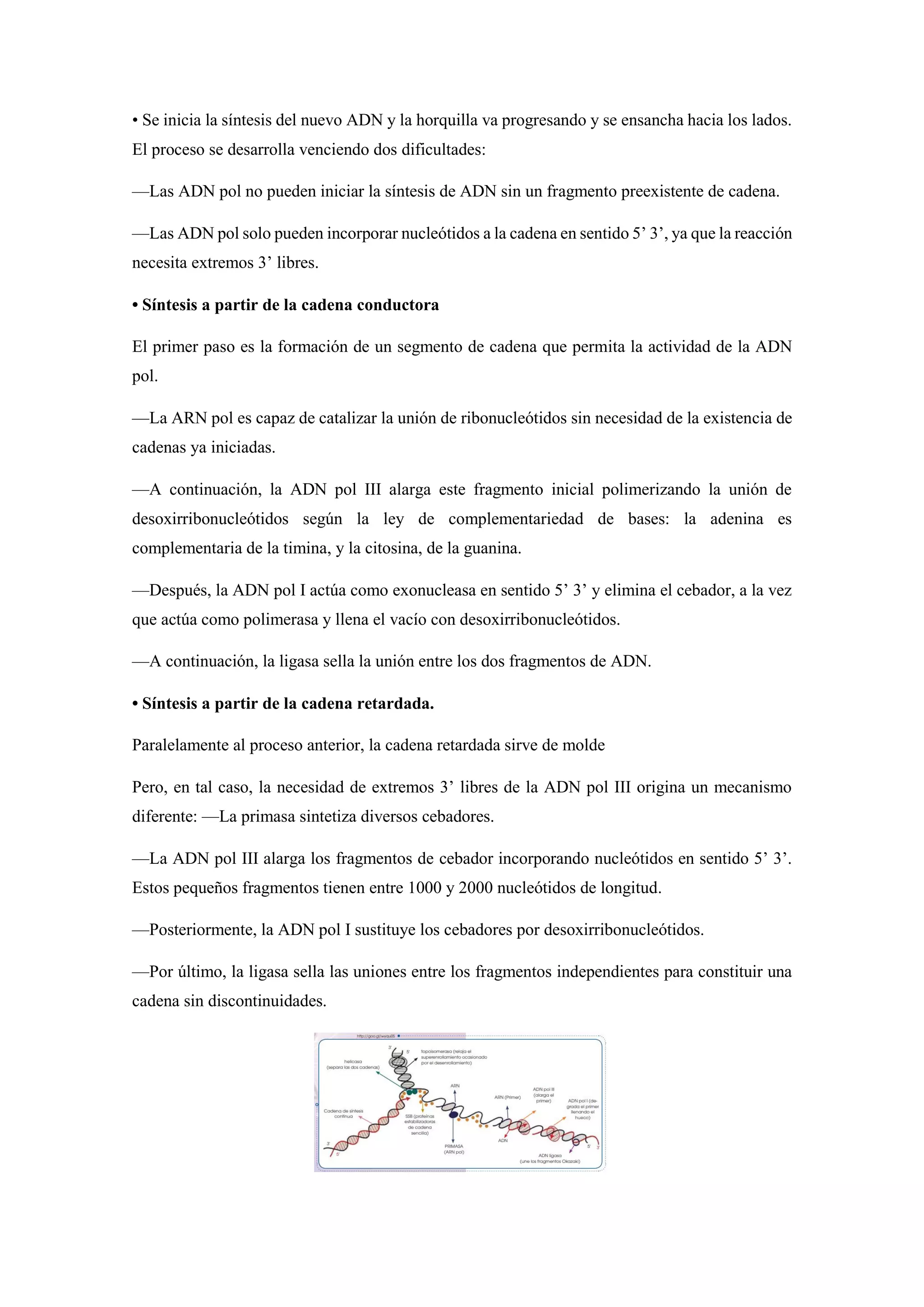 Resumen la replicación del adn | PDF