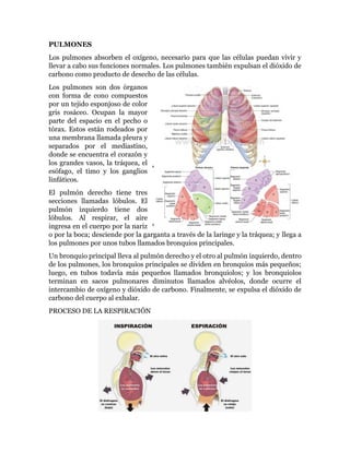 ANATOMÍA Y FISIOLOGÍA DEL SISTEMA RESPIRATORIO | PDF