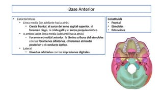 Resumen de huesos del craneo en anatomia .pptx