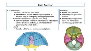 Resumen de huesos del craneo en anatomia .pptx