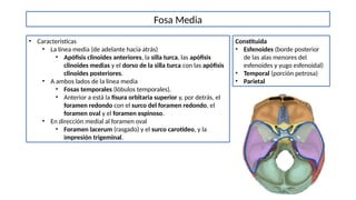 Resumen de huesos del craneo en anatomia .pptx