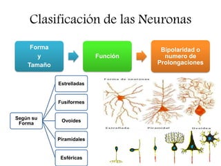 Neurona (Resumen) | PPTX