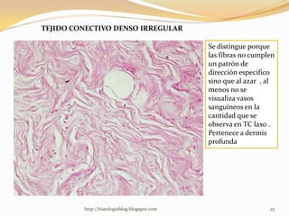 Resumen tejido conectivo | PPTX