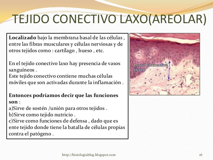 Tejido Conectivo Laxo O Areolar Tejido Conectivo Laxo Tejido Images And Photos Finder