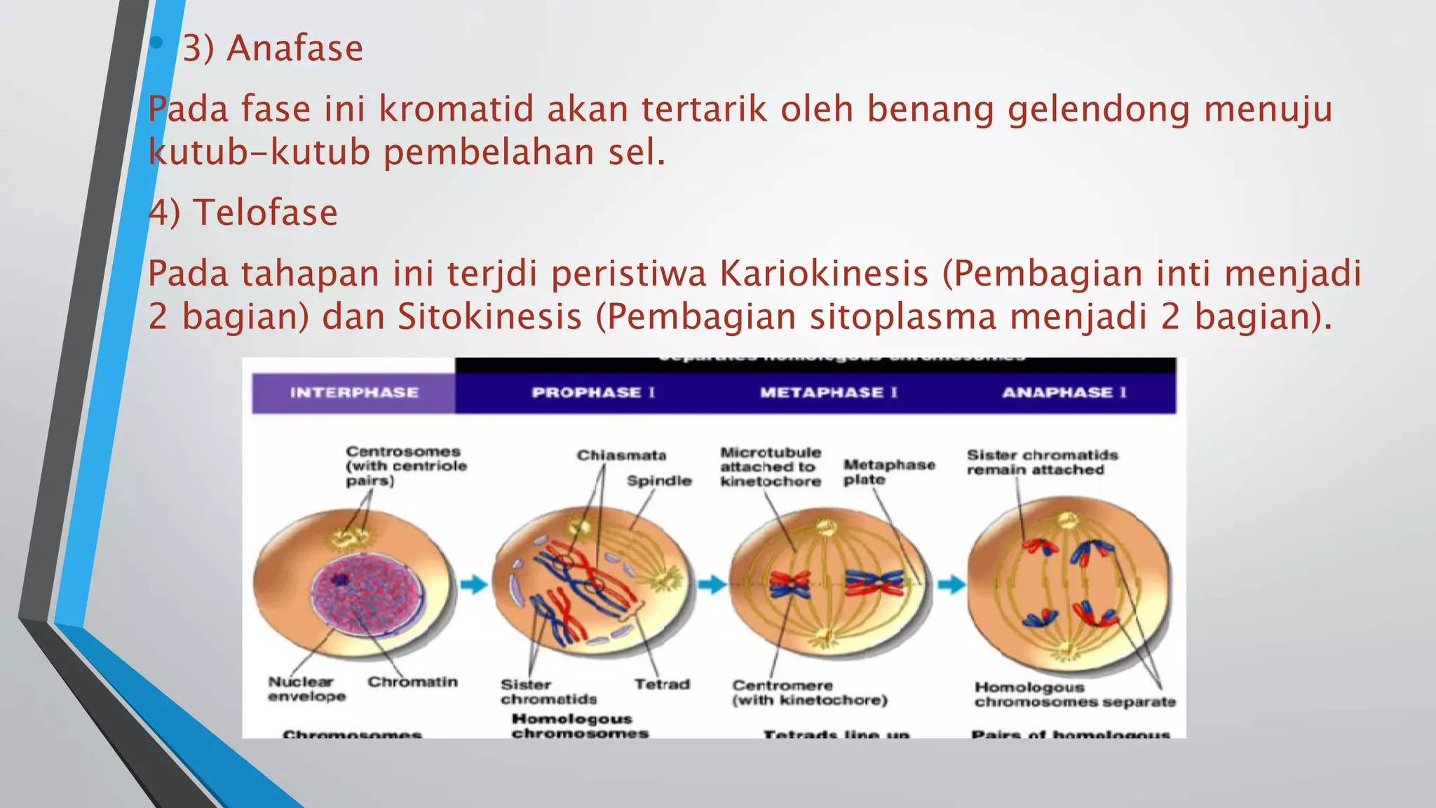 Resume pembelahan sel Kayla Julia Andini 12 IPS 1 | PPTX