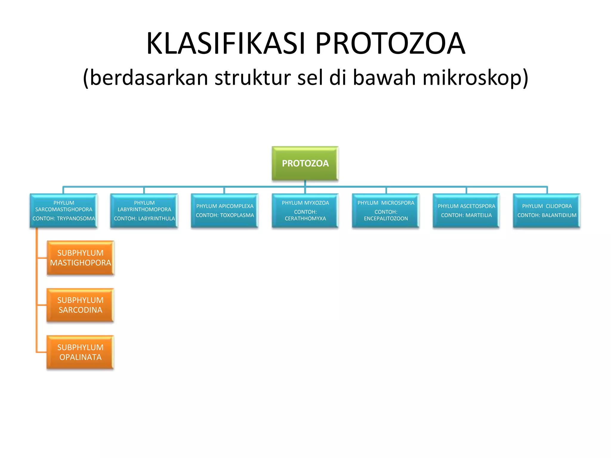 Resume protozoa | PPTX