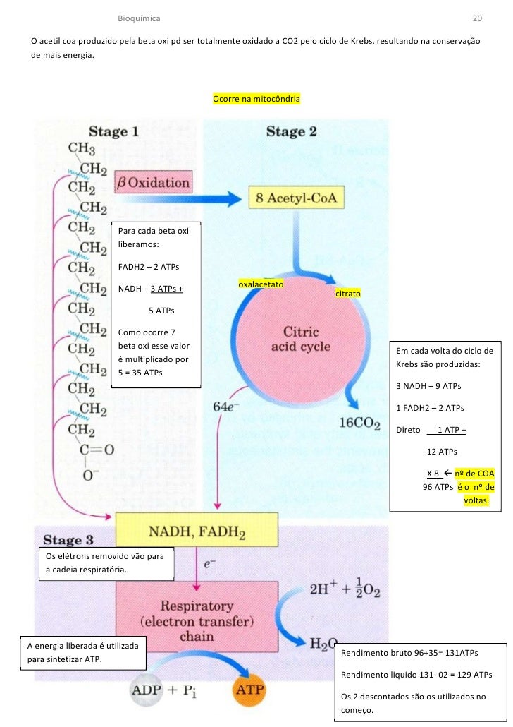 Gorduras: Beta-Oxidação