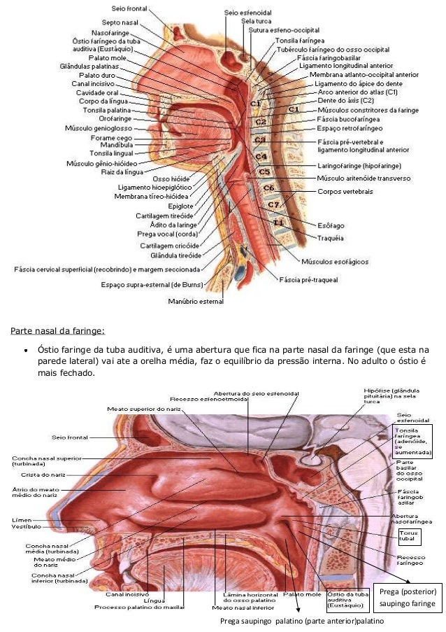 Resumo de sistema respiratório