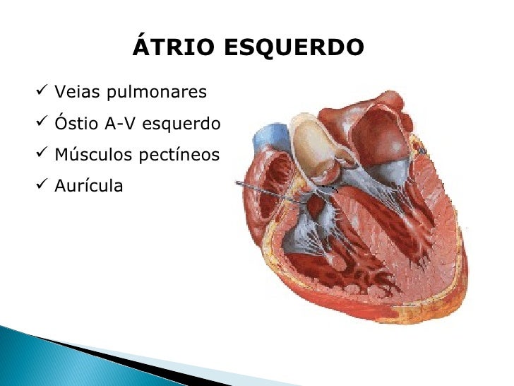 Resumo s. cardiovascular anatomia