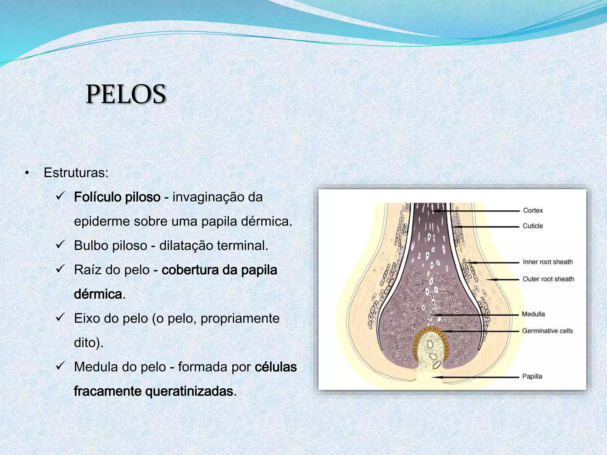 Sistema Tegumentar | PPTX